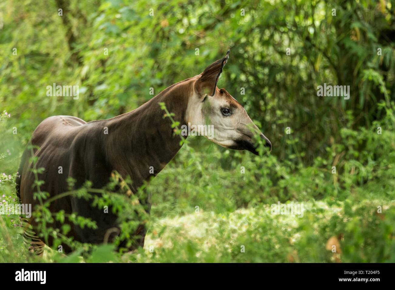 Okapi (Okapia johnstoni), forest giraffe or zebra giraffe, artiodactyl mammal native to jungle ...