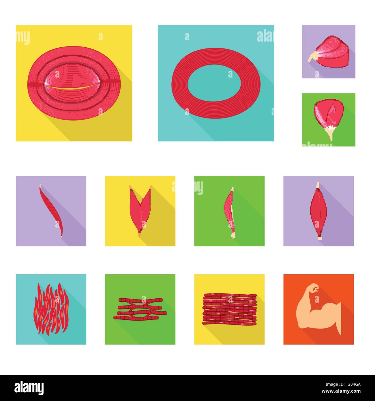 Isolated object of muscle and cells symbol. Collection of muscle and ...