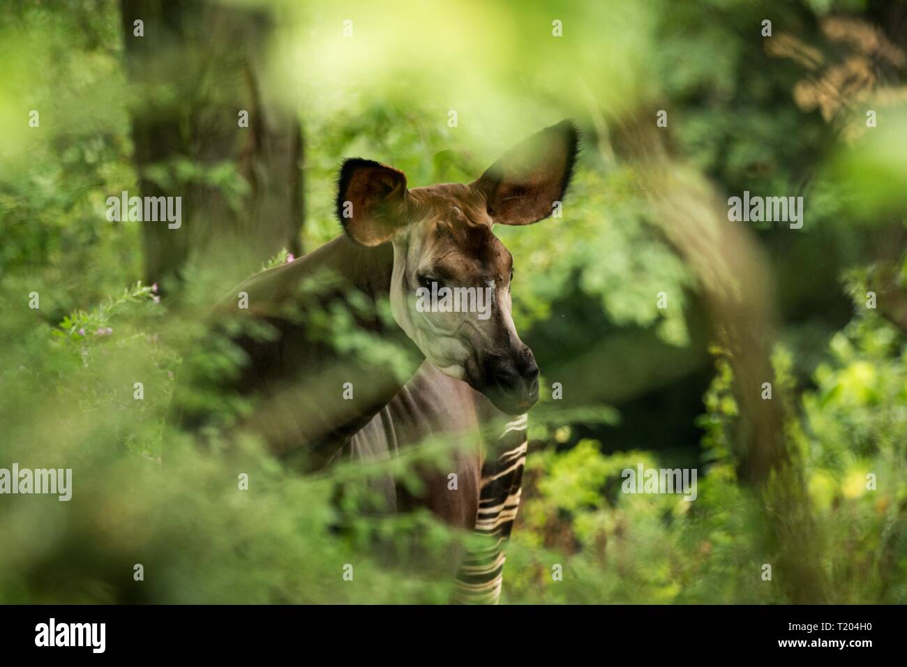 Okapi (Okapia johnstoni), forest giraffe or zebra giraffe, artiodactyl ...