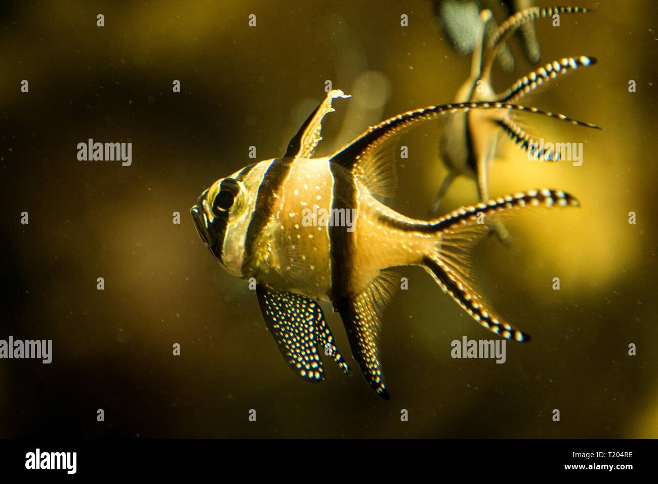 Banggai cardinalfish only found around Sulawesi, Indonesia, beautiful ...