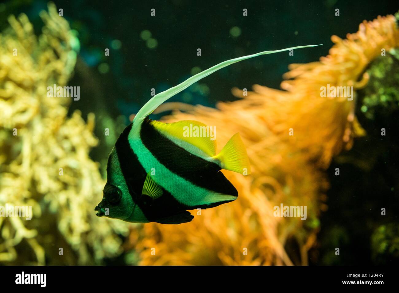 schooling bannerfish (Heniochus diphreutes), butterflyfish, coral reef ...