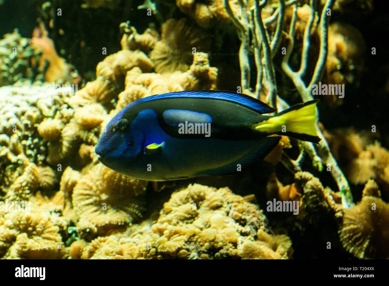 Coral reef fish pacific blue tan paracanthurus hepatus, oral reef fish ...