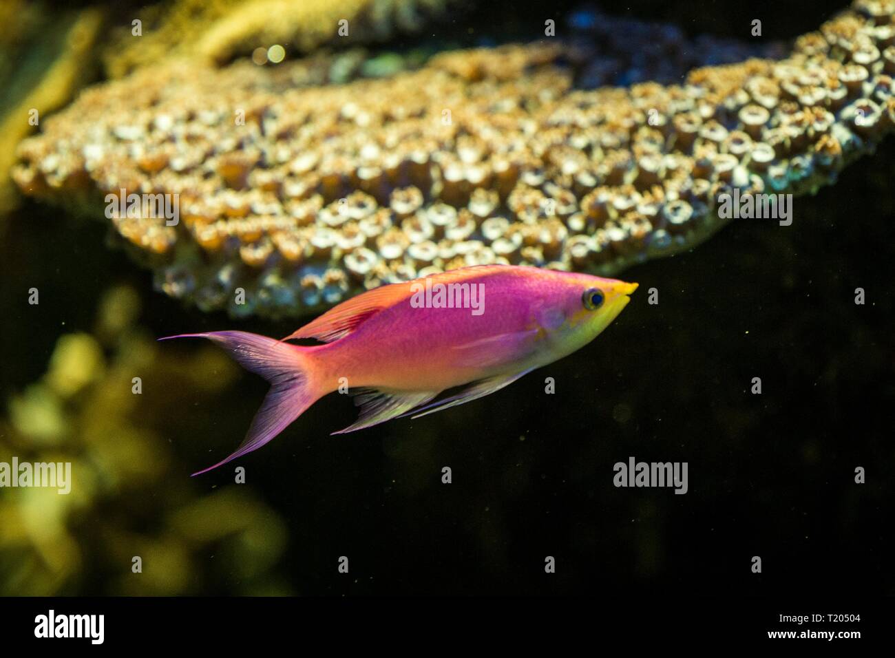 Purple Queen Anthias, Pseudanthias tuka, coral reef fish, Salt water ...