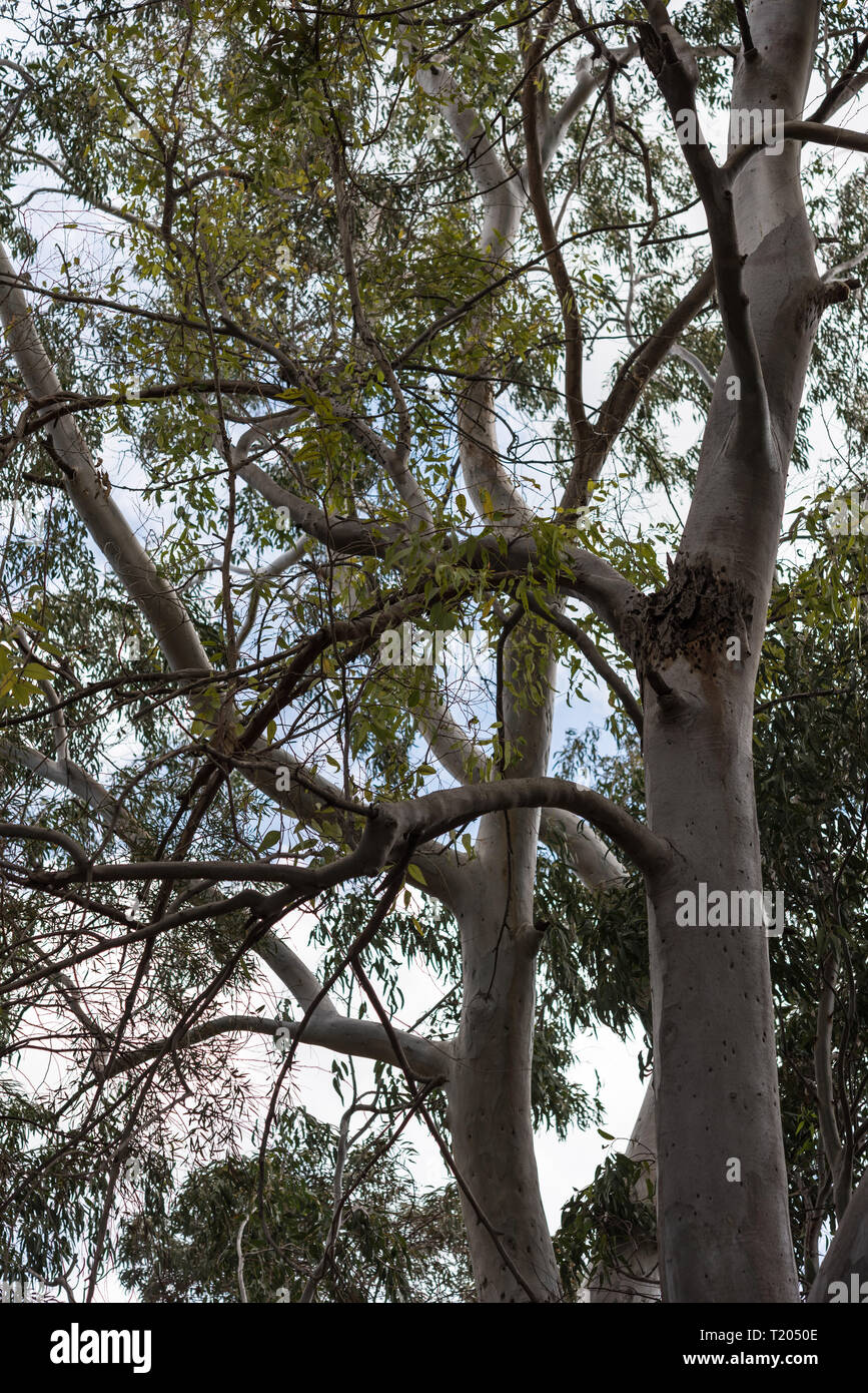 Genuine wood bark background hi-res stock photography and images - Alamy