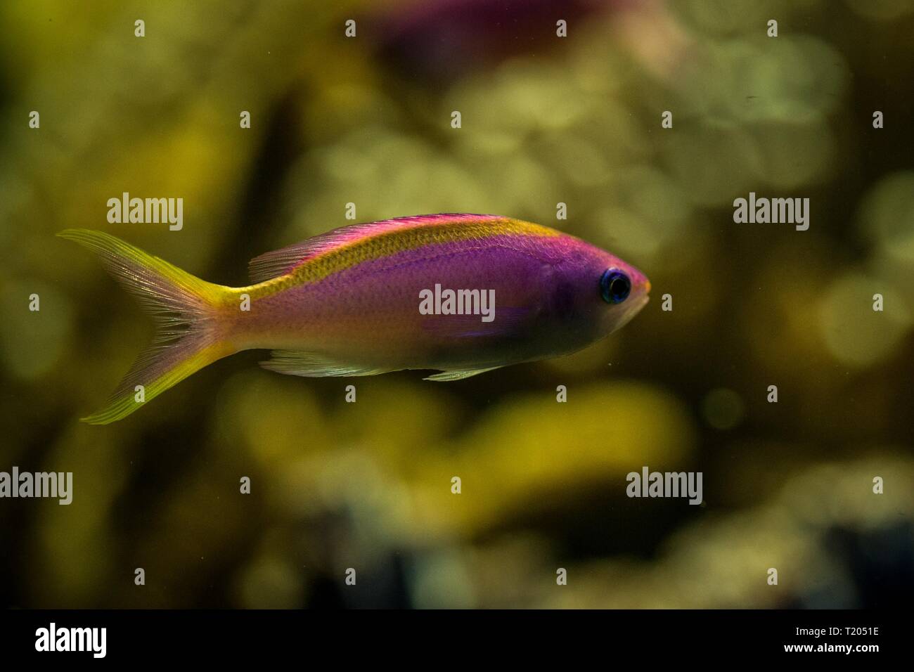 Purple Queen Anthias, Pseudanthias tuka, coral reef fish, Salt water ...