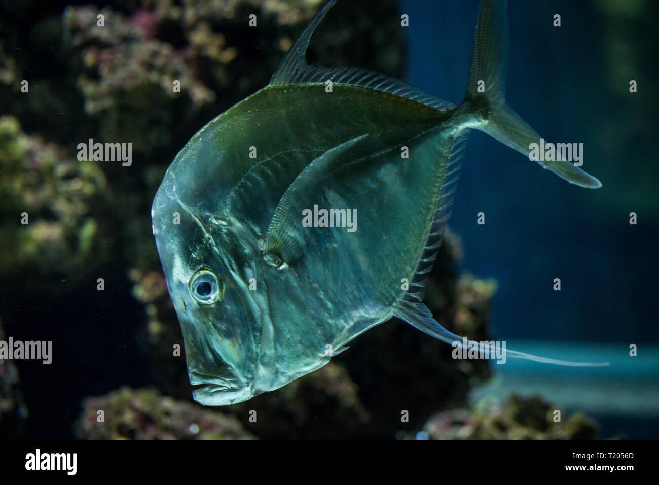 lookdown (Selene vomer), tropical aquarium with fish, Salt water marine ...
