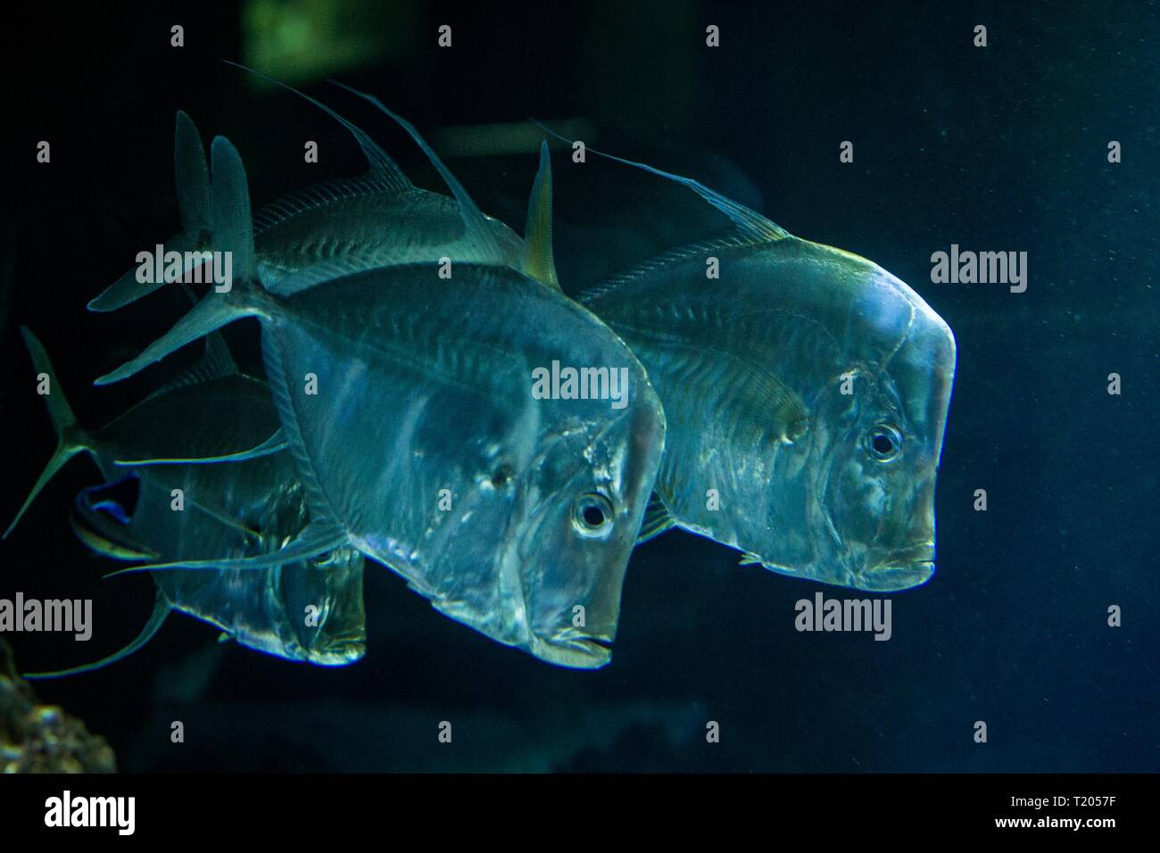 lookdown (Selene vomer), tropical aquarium with fish, Salt water marine ...