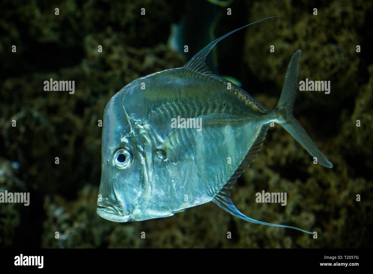 lookdown (Selene vomer), tropical aquarium with fish, Salt water marine ...
