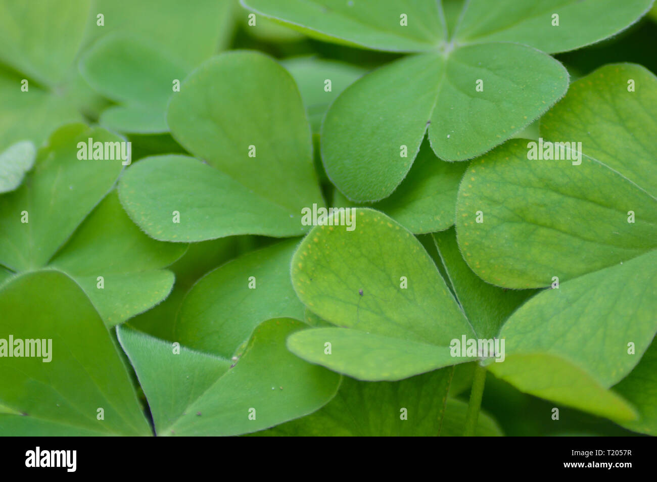 Fresh clover leaves spring season background Stock Photo - Alamy