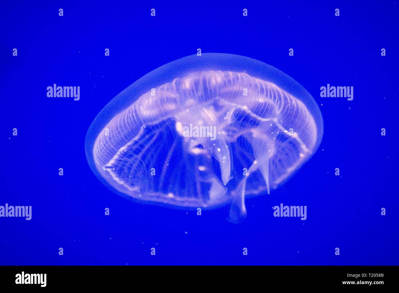 Aurelia Aurita Anatomy