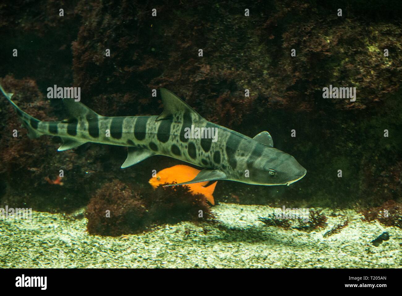 Leopard shark (Triakis semifasciata), coral reef fish, Salt water ...