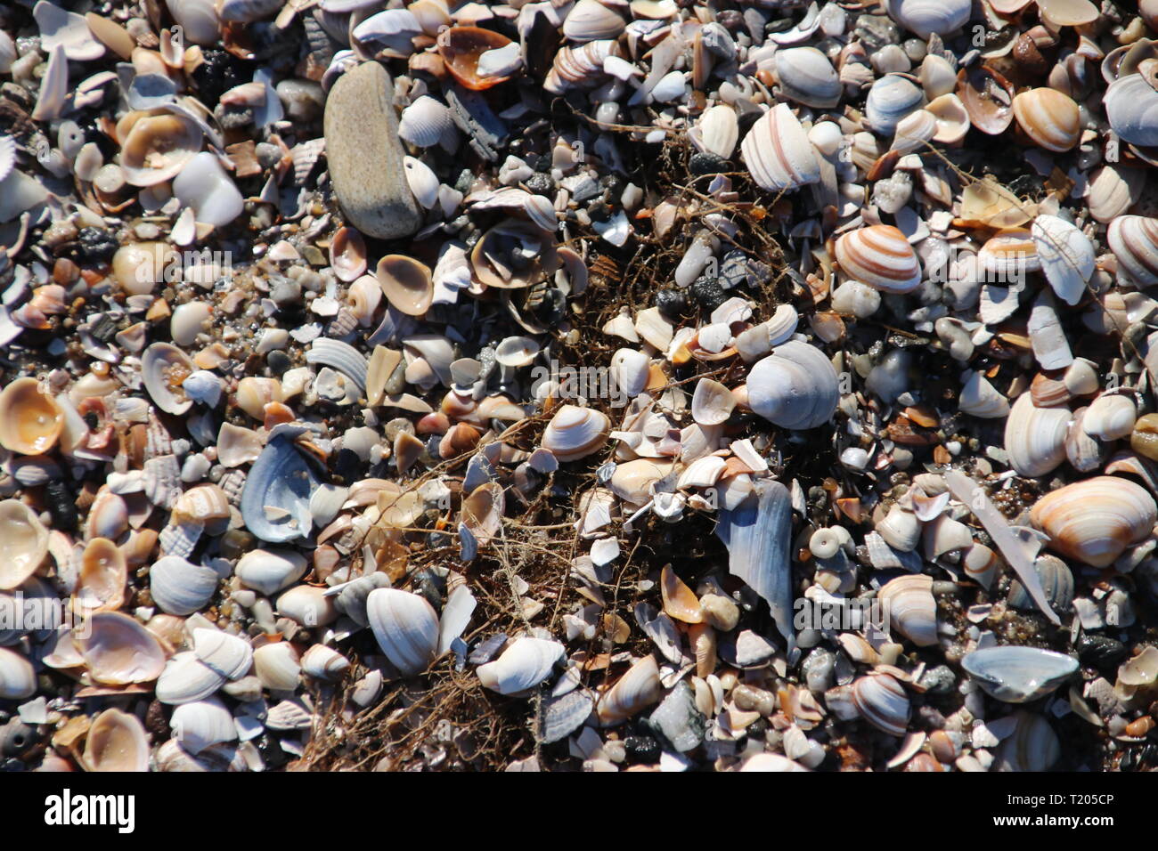 shells of the cockle sea animals in piles on the beach of Monster in ...