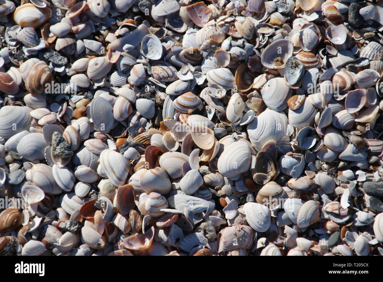 shells of the cockle sea animals in piles on the beach of Monster in ...