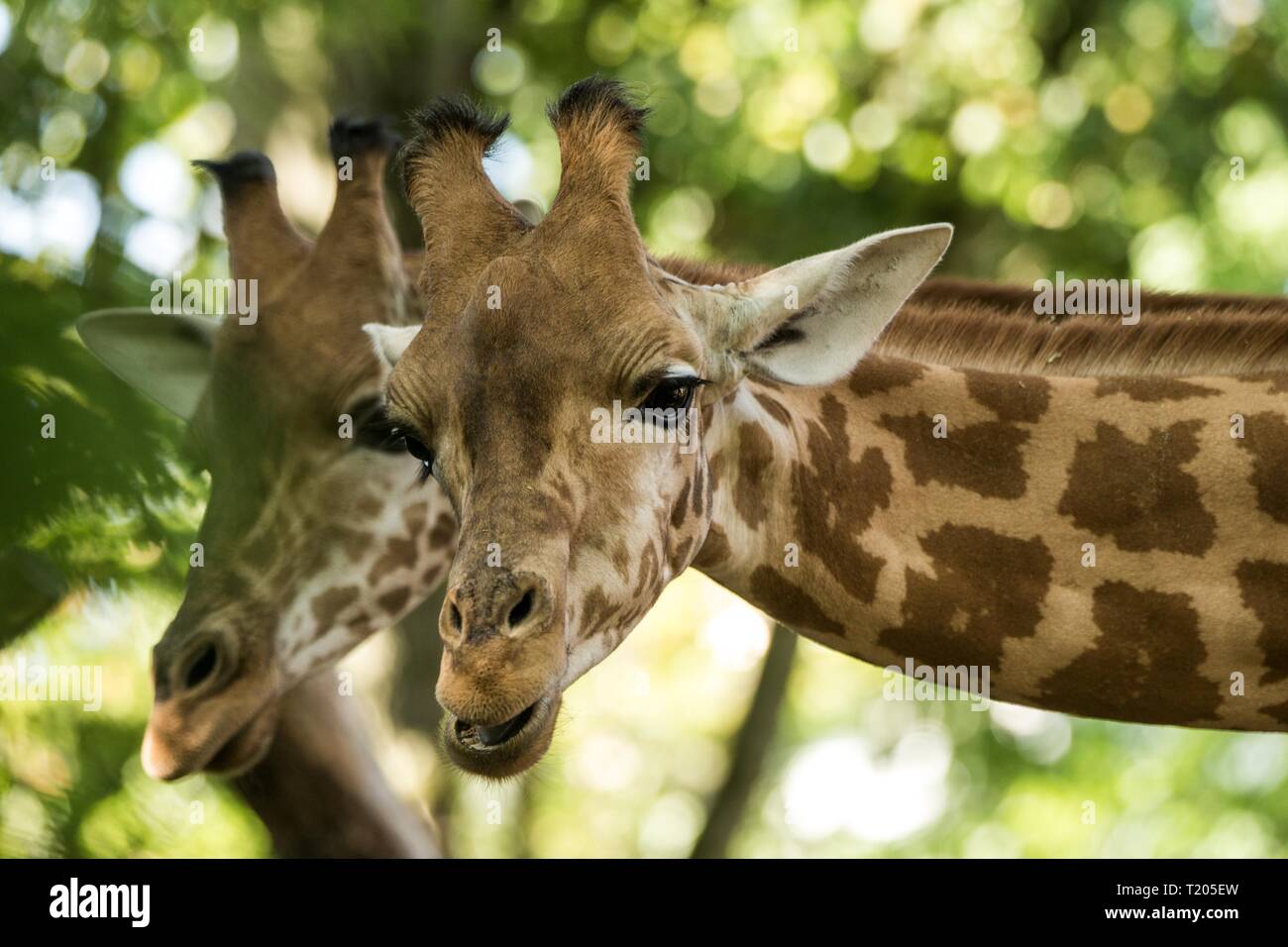 The giraffe (Giraffa camelopardalis), African even-toed ungulate mammal ...
