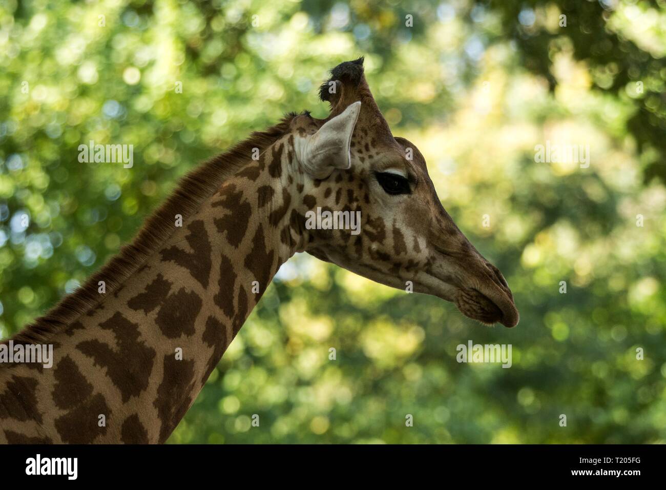 The giraffe (Giraffa camelopardalis), African even-toed ungulate mammal ...
