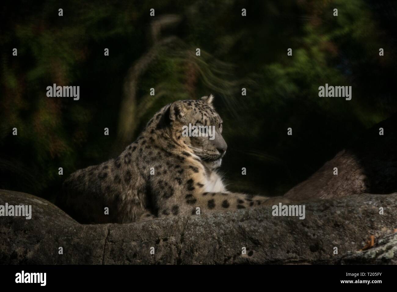 A Himalayan snow leopard (Panthera uncia) lounges on a rock, beautiful ...