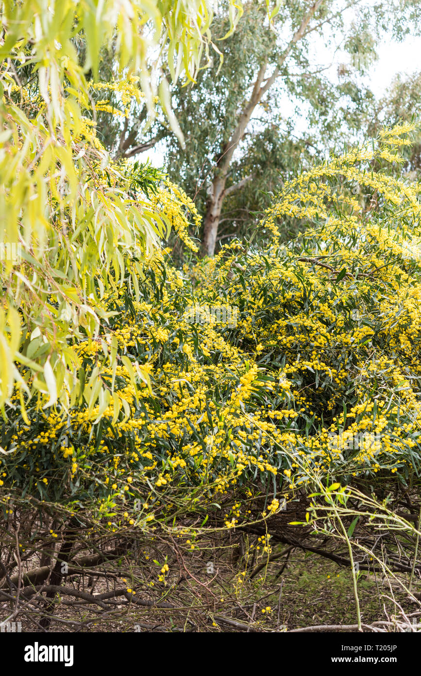 n forest with tree bark - Eucalyptus trees - bushes foliage - nature ...