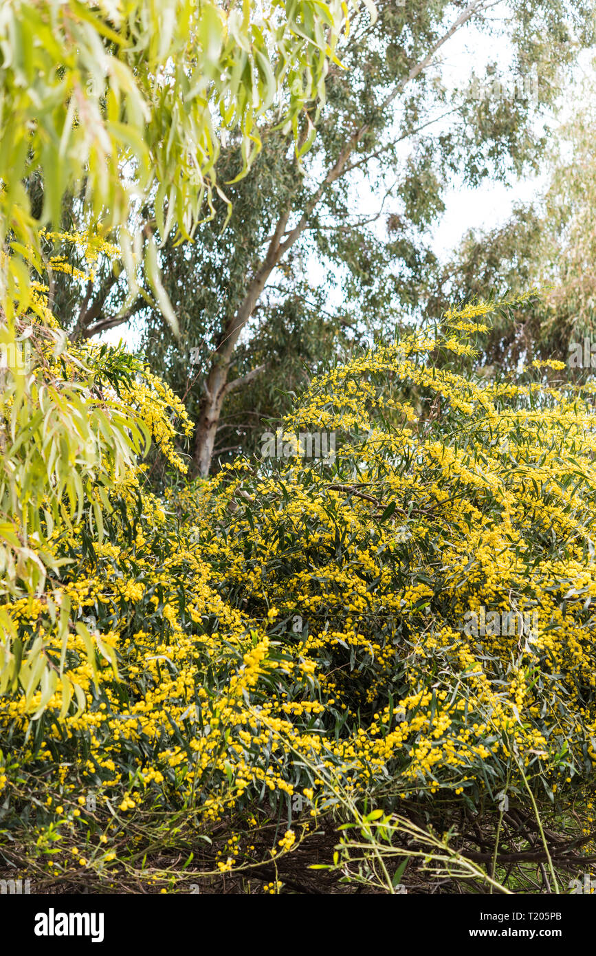 n forest with tree bark - Eucalyptus trees - bushes foliage - nature ...