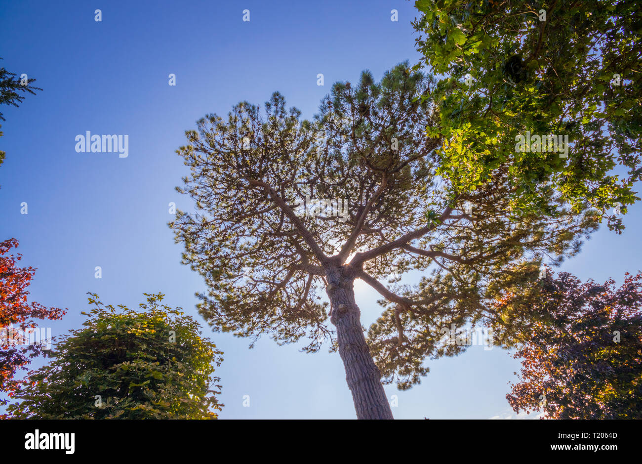 Bowling pine hi-res stock photography and images - Alamy