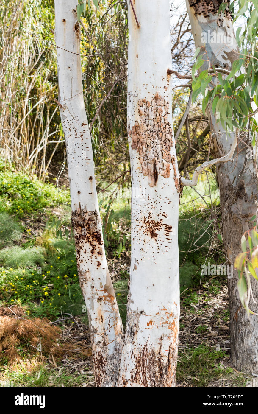 n forest with tree bark - Eucalyptus trees - bushes foliage - nature ...