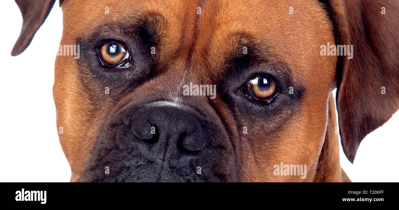 Half portrait boxer hi-res stock photography and images - Alamy