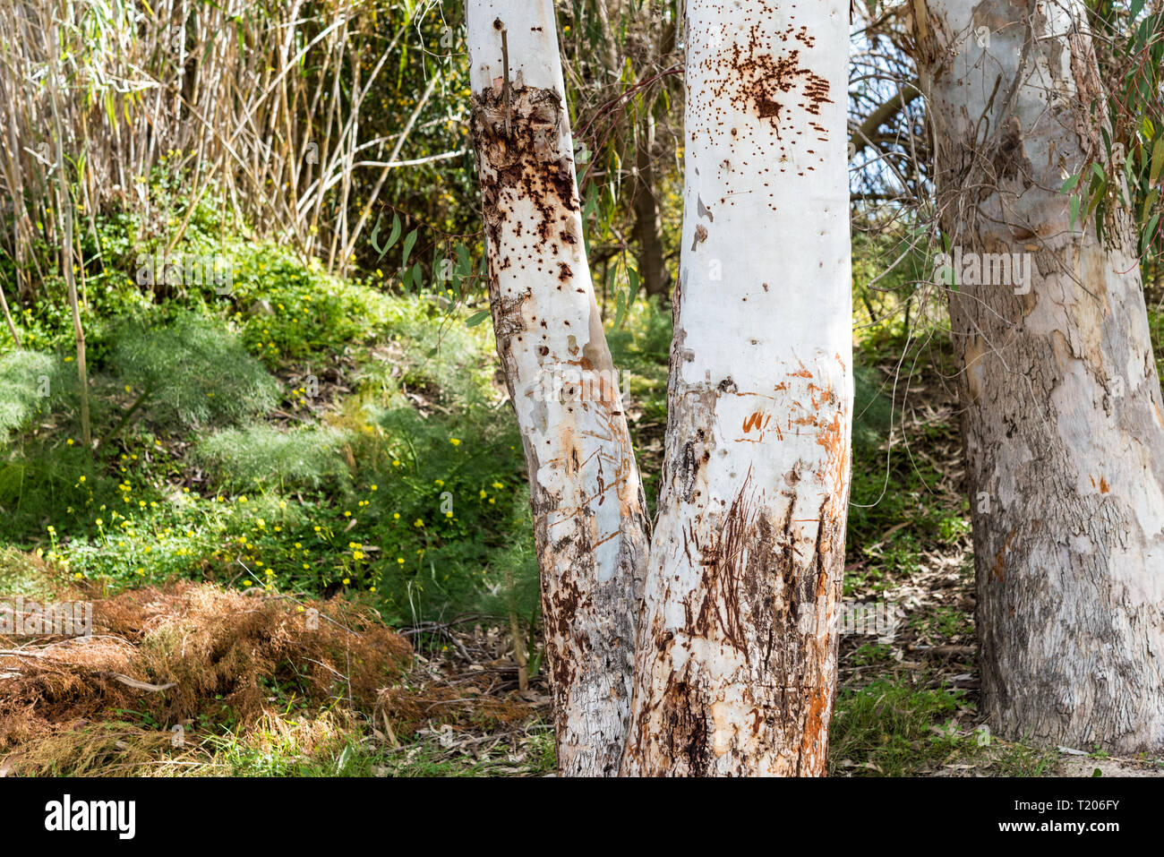 n forest with tree bark - Eucalyptus trees - bushes foliage - nature ...