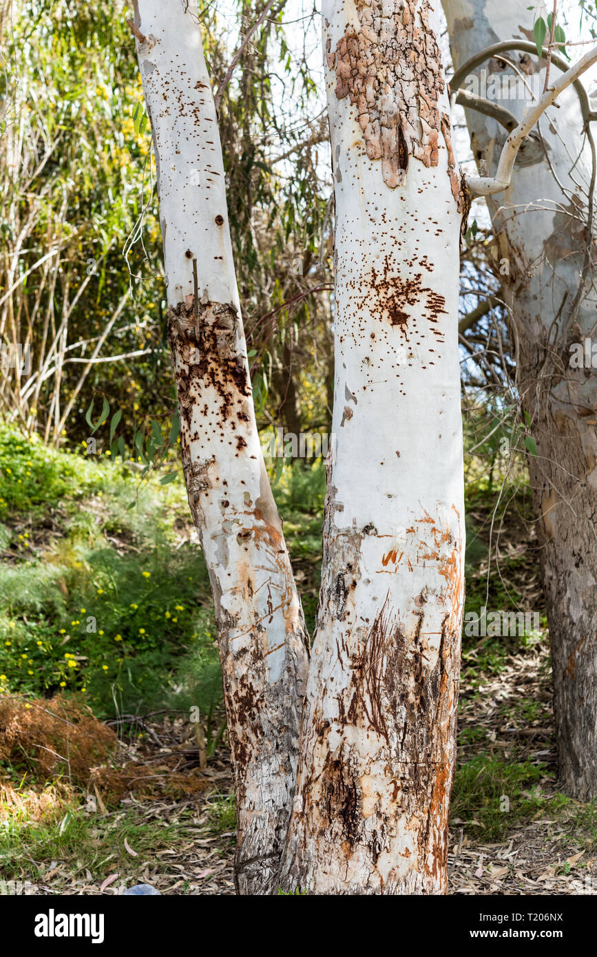 n forest with tree bark - Eucalyptus trees - bushes foliage - nature ...