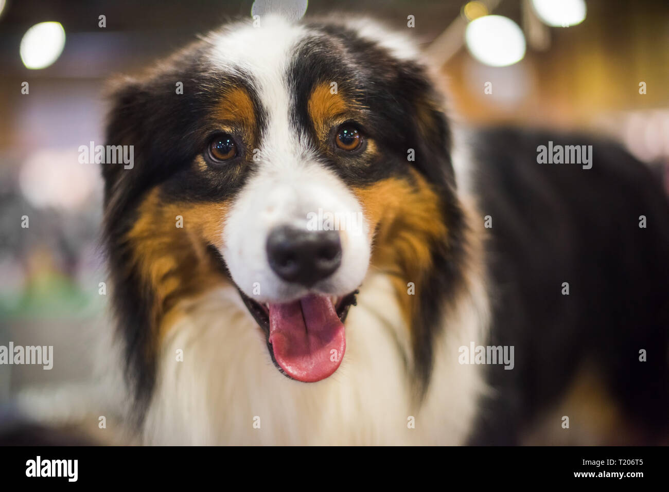 Triangular eyes hi-res stock photography and images - Alamy