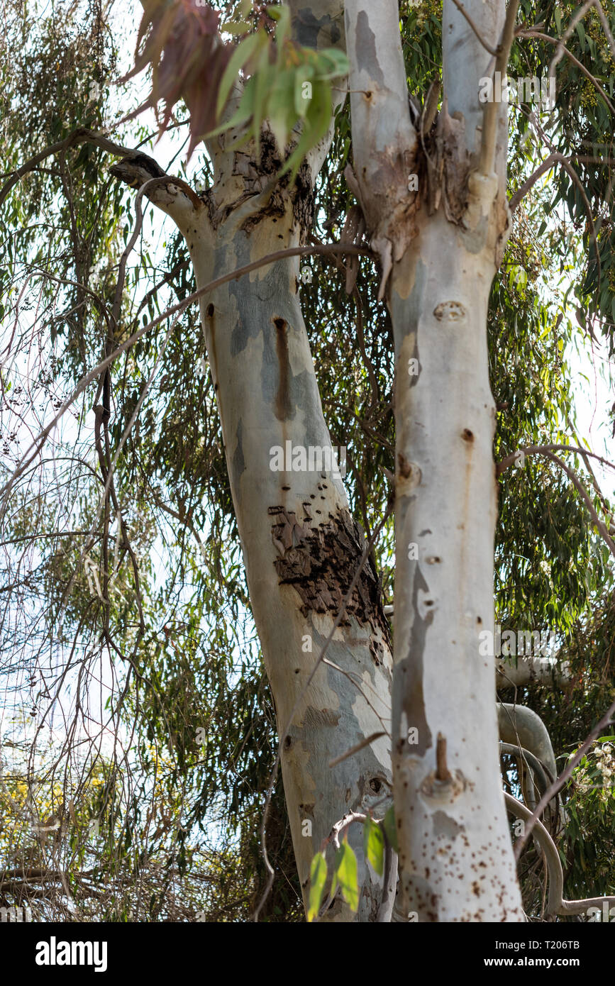 n forest with tree bark - Eucalyptus trees - bushes foliage - nature ...