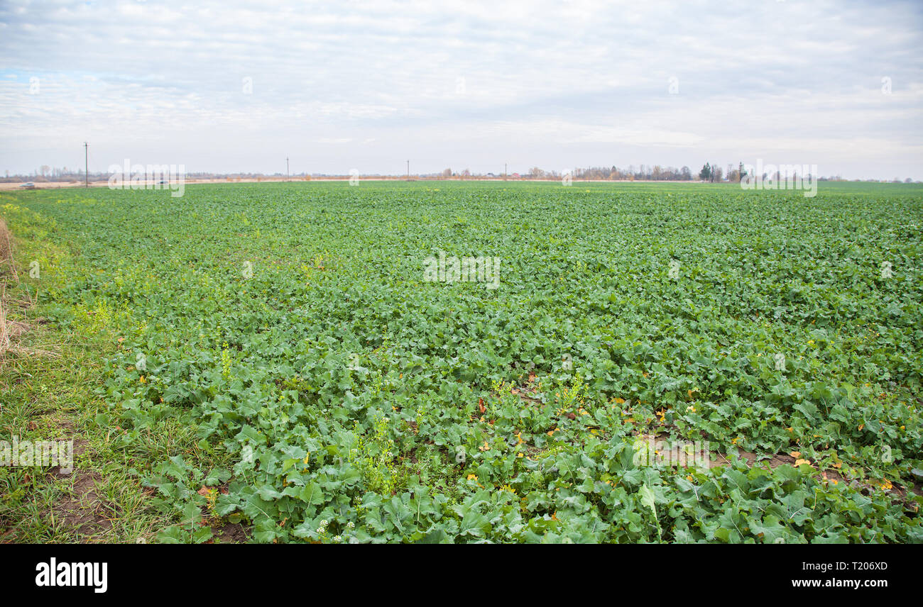 Field with turnips hi-res stock photography and images - Alamy