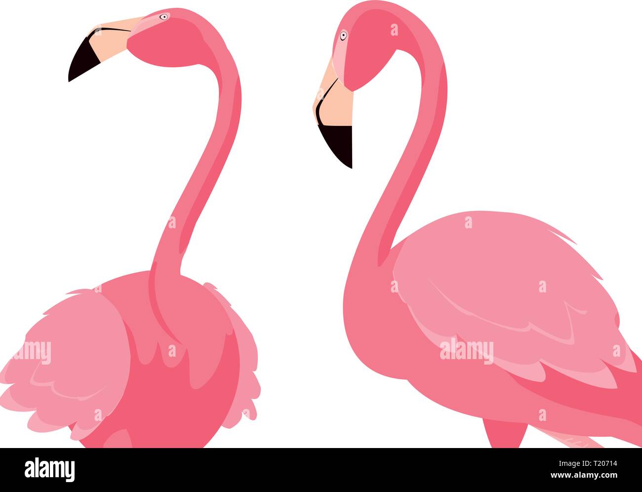 elegant flamingo birds couple vector illustration design Stock Vector ...