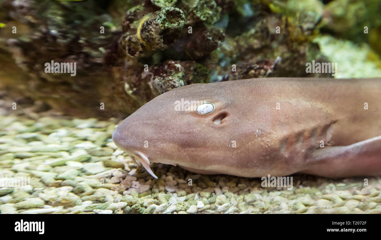 Requiem shark hi-res stock photography and images - Alamy