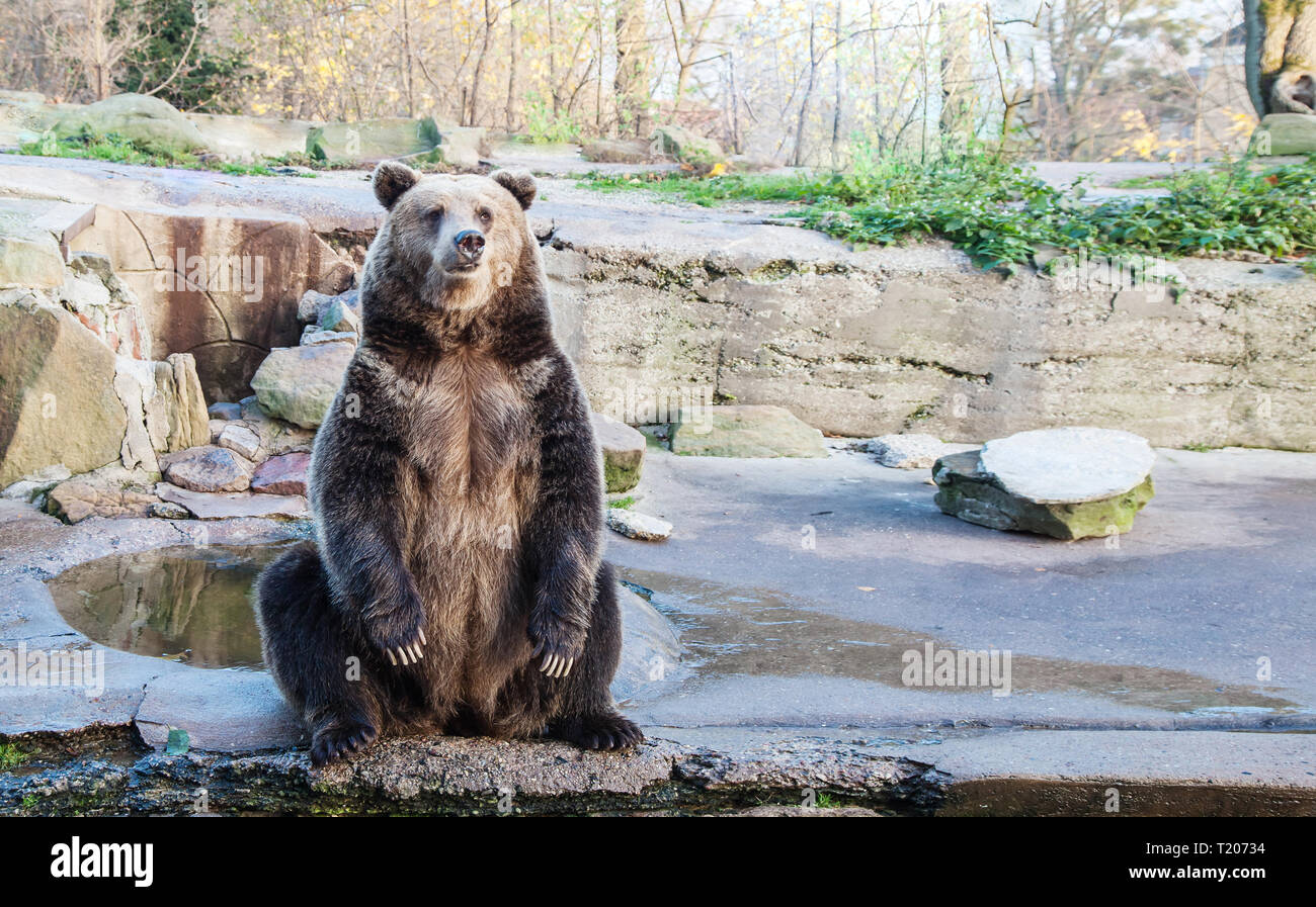 big brown bear in a city zoo closeup on sunny day Stock Photo - Alamy