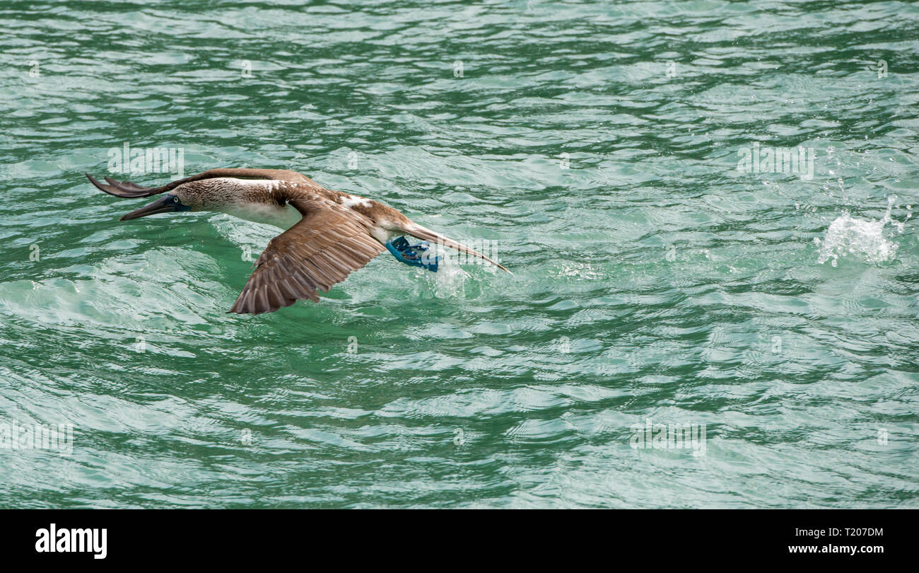 Belly foot hi-res stock photography and images - Alamy