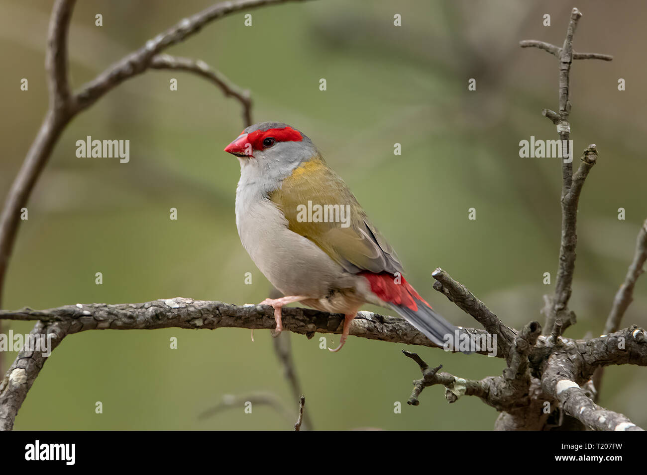 Australian finch hi-res stock photography and images - Alamy