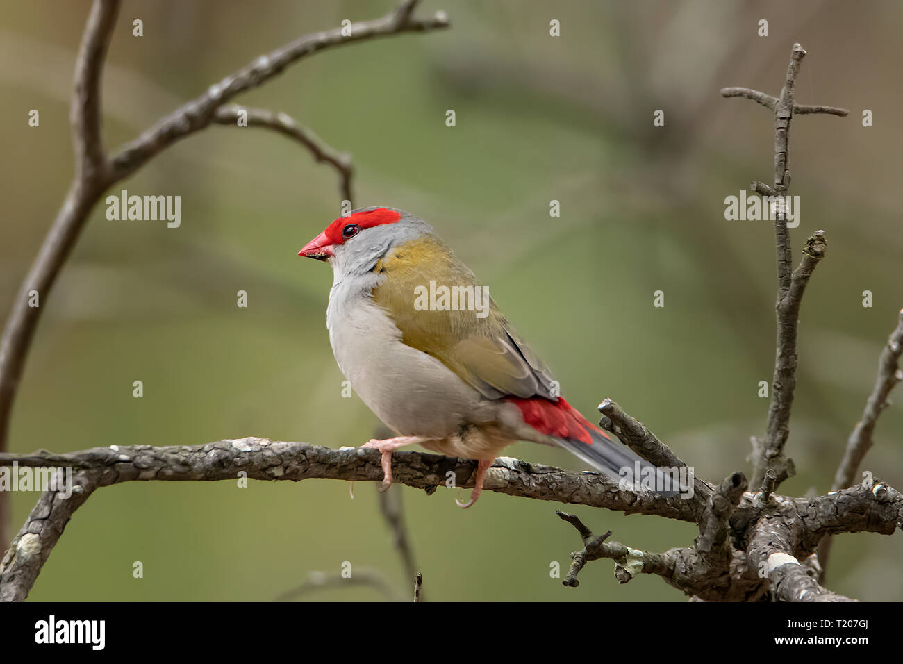 Woodlands park hi-res stock photography and images - Alamy