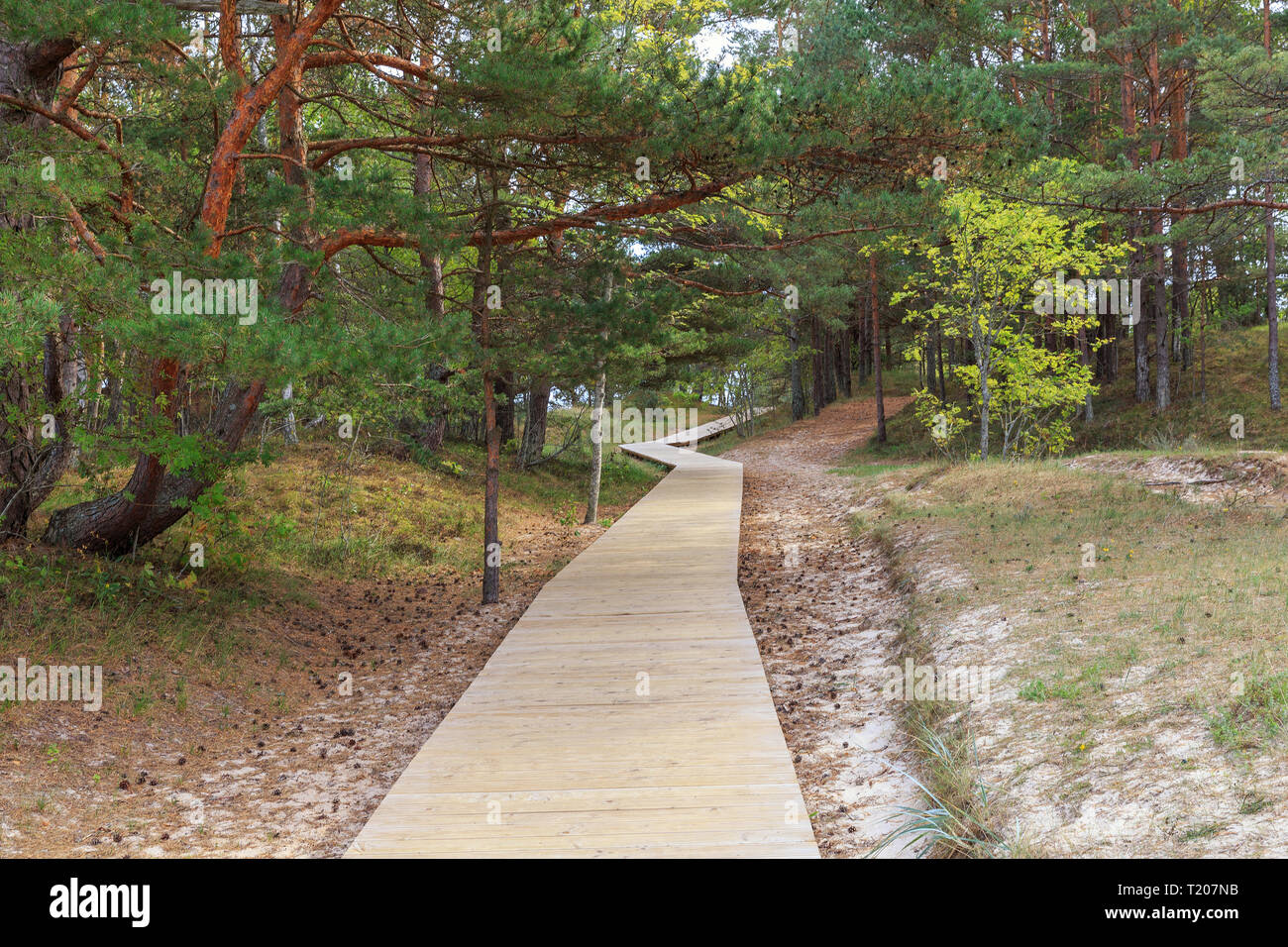 Wooden path, wooden walkway at Baltic sea over sand dunes with pine ...