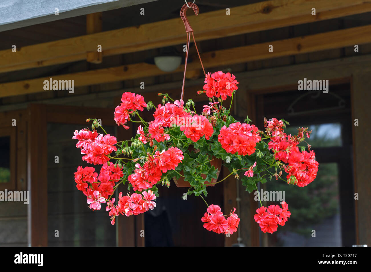 pot with living coral flowers of ampella pelargonium Stock Photo - Alamy