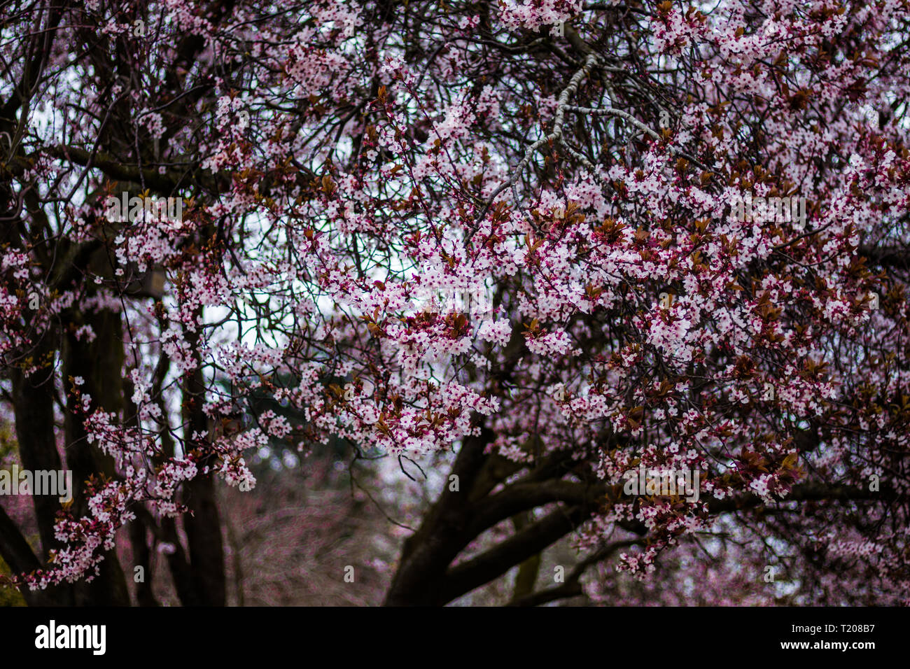 Trees in pink spring blossom Stock Photo - Alamy