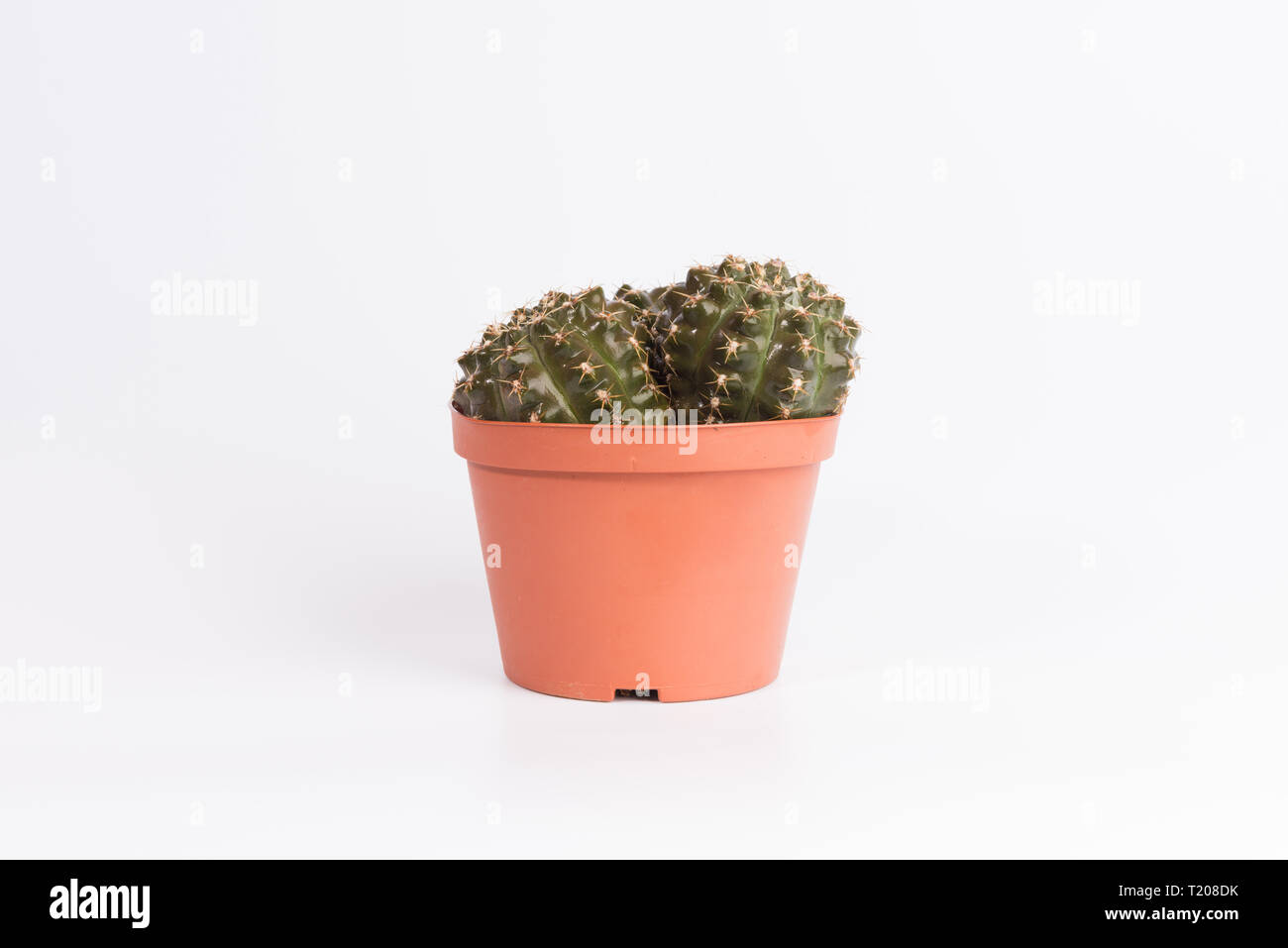 Cactus front view in grey ceramic pot isolated on white background ...