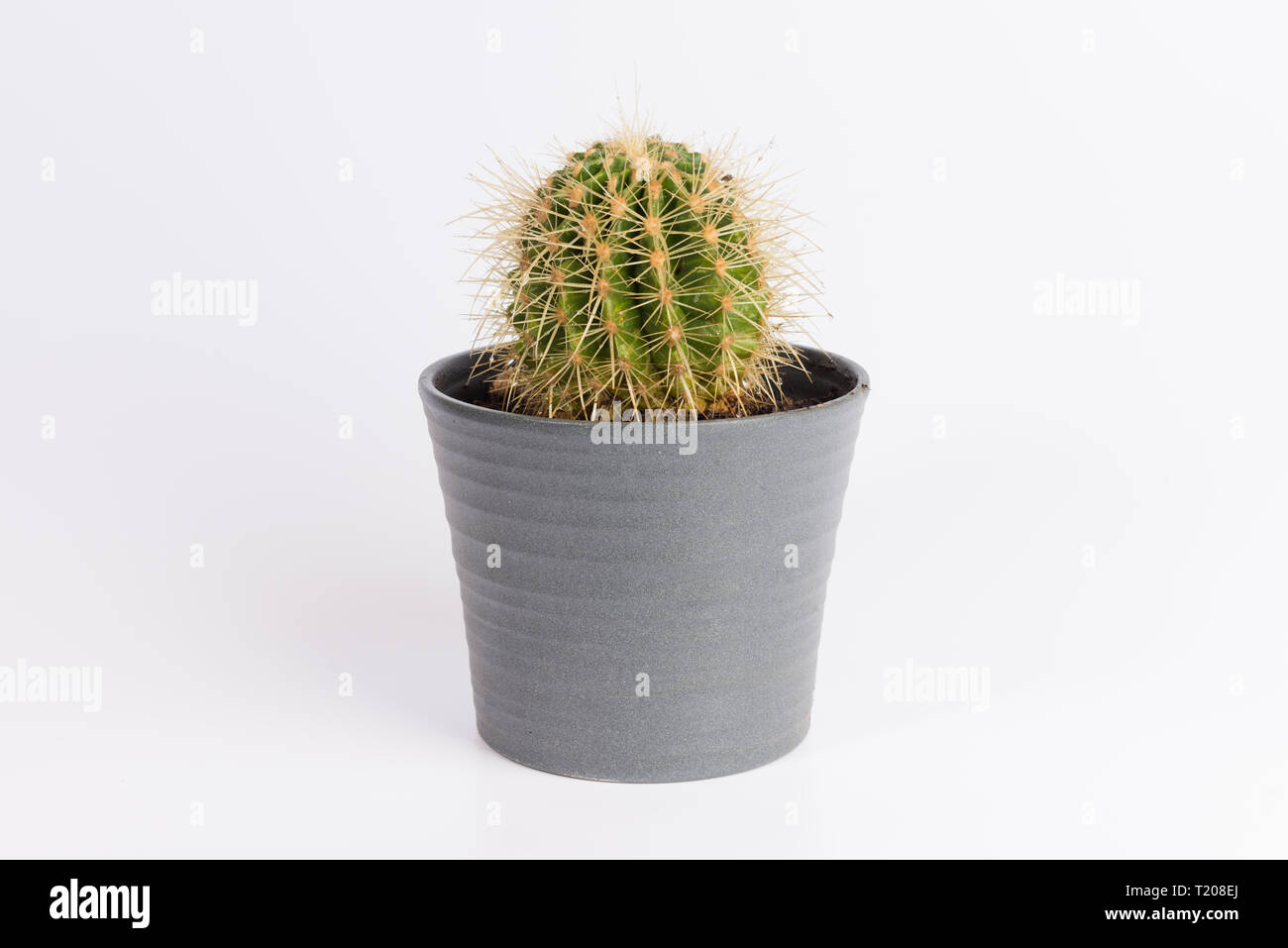 Cactus front view in grey ceramic pot isolated on white background ...