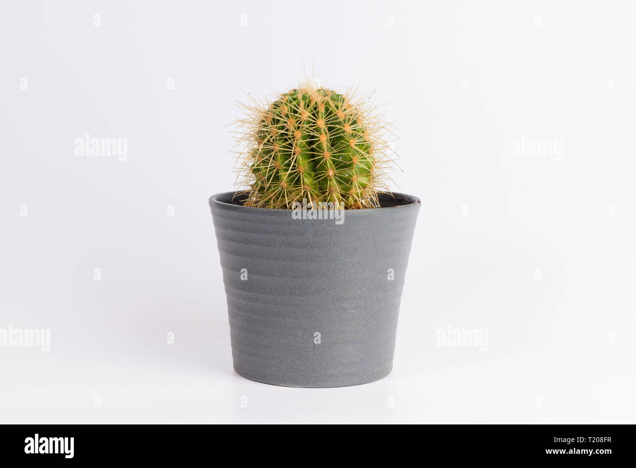 Cactus front view in grey ceramic pot isolated on white background ...