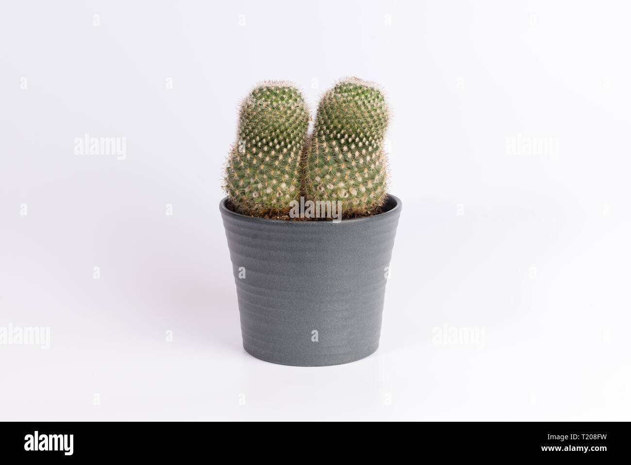 Cactus front view in grey ceramic pot isolated on white background ...
