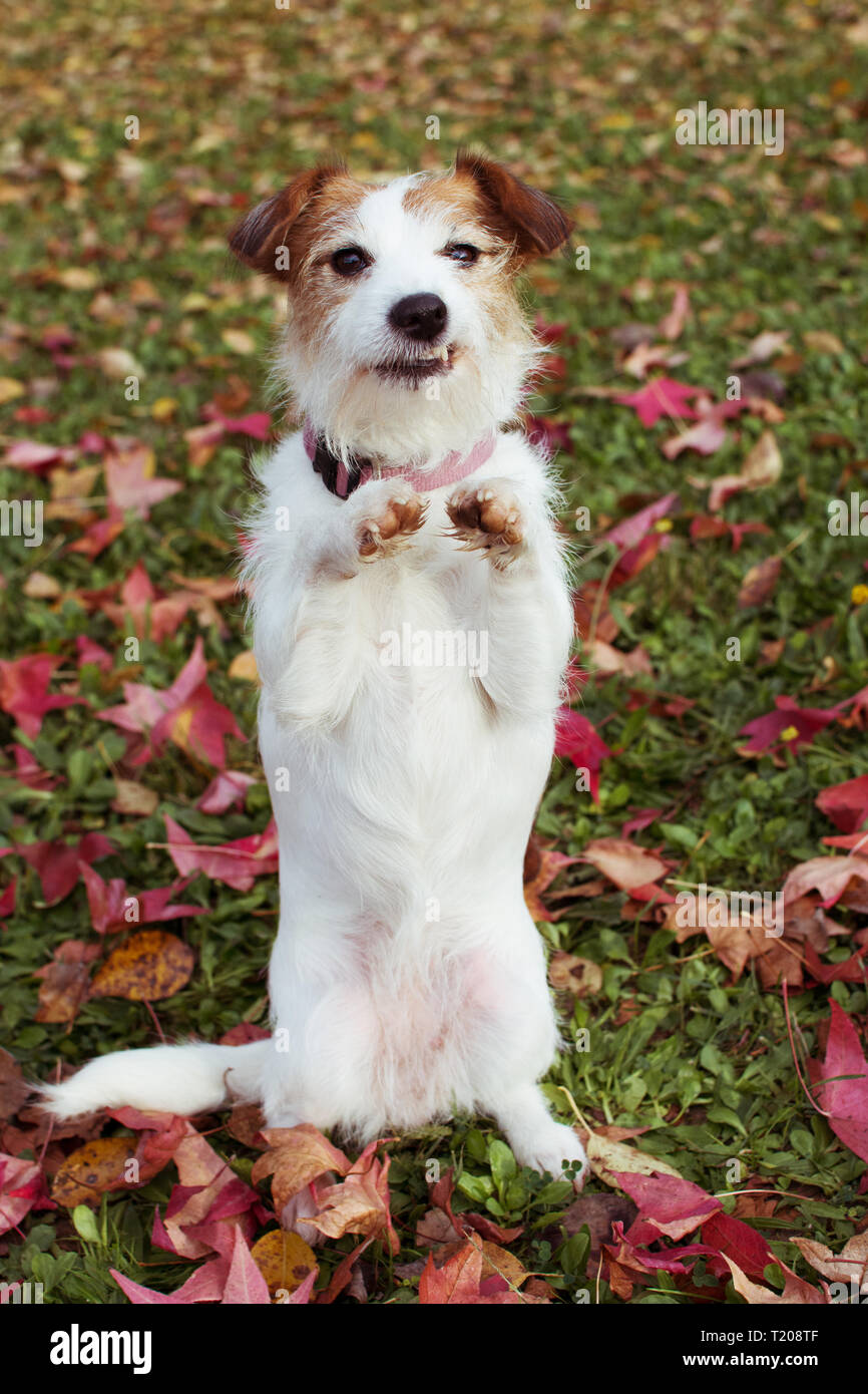 FUNNY AUTUMN DOG. JACK RUSSELL PUPPY STANDING ON TWO HIND LEGS MAKING A ...