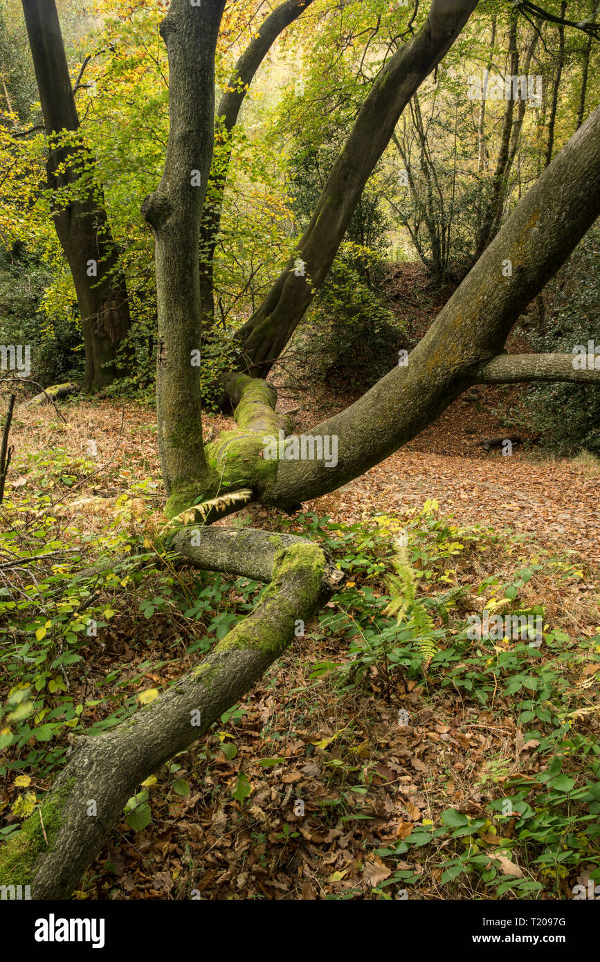 Woodland on The Ercall and around Ercall Quarry beside The Wrekin ...