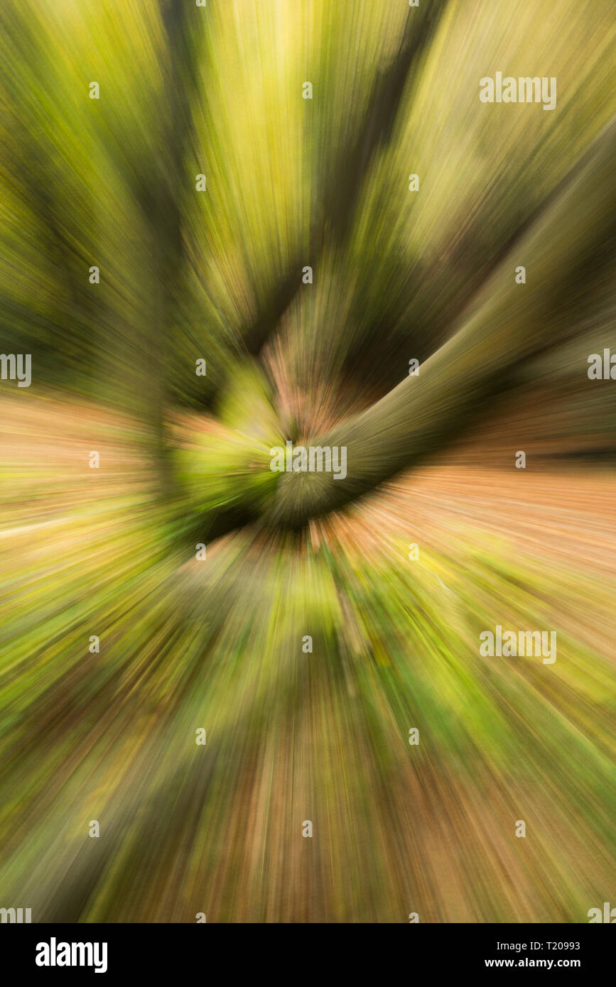 Ercall wood hi-res stock photography and images - Alamy