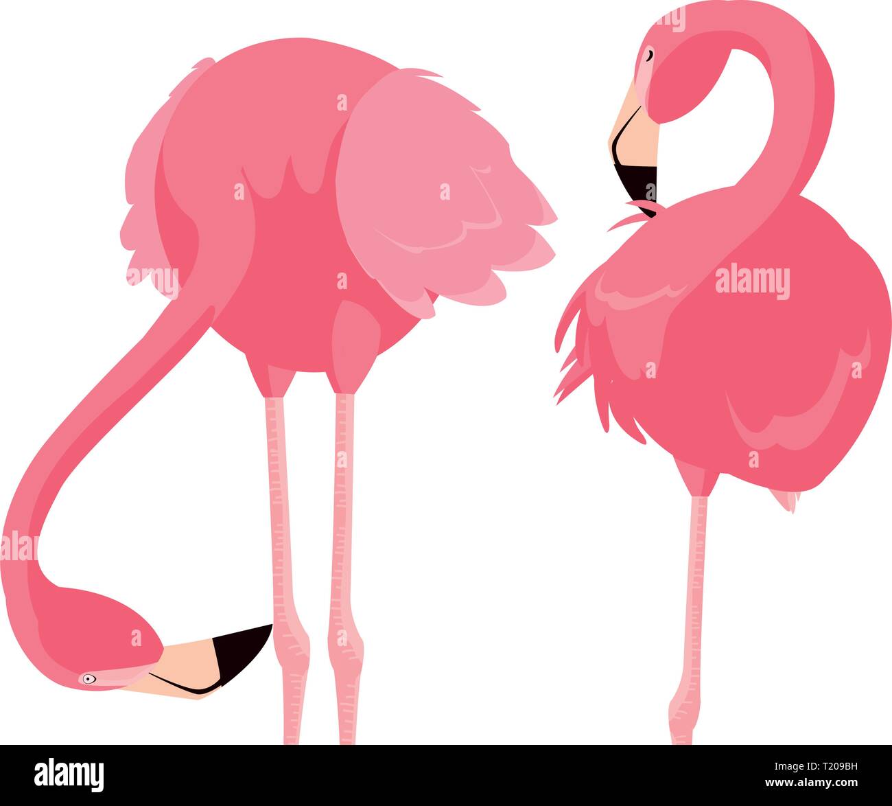elegant flamingo birds couple vector illustration design Stock Vector ...