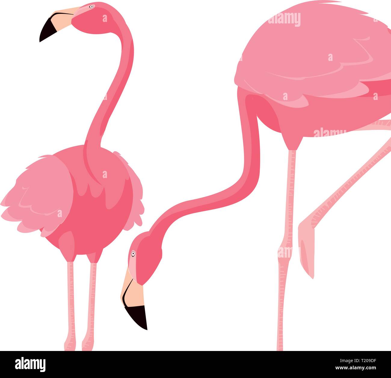 elegant flamingo birds couple vector illustration design Stock Vector ...