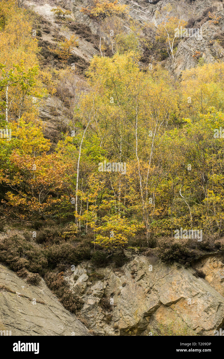 Woodland on The Ercall and around Ercall Quarry beside The Wrekin ...