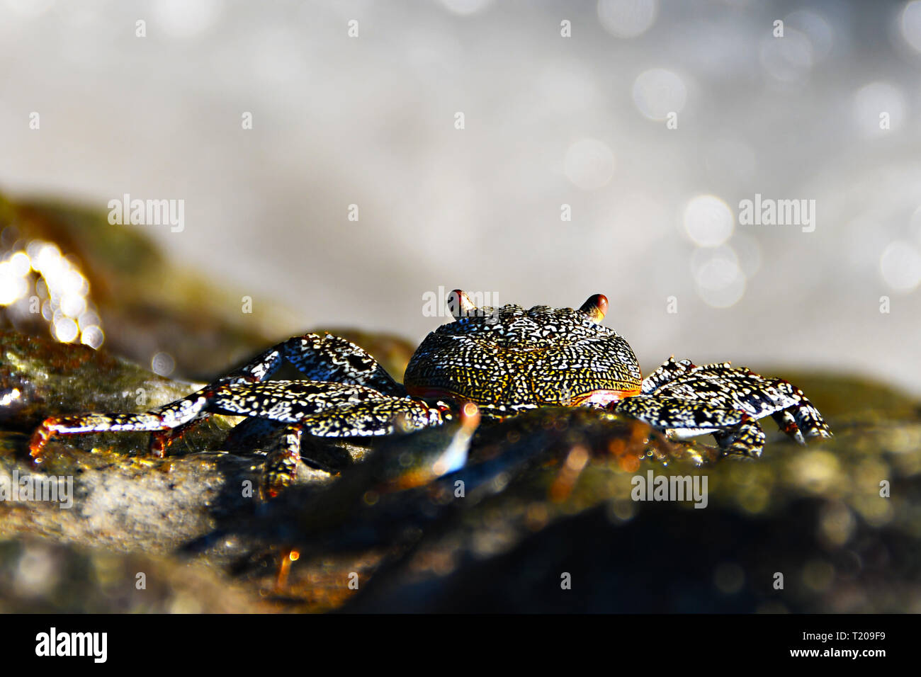 Black ghost fish hi-res stock photography and images - Alamy